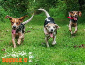 Double U Hound Calendar | Hunting Dog Wall Calendar | Double U Hunting ...